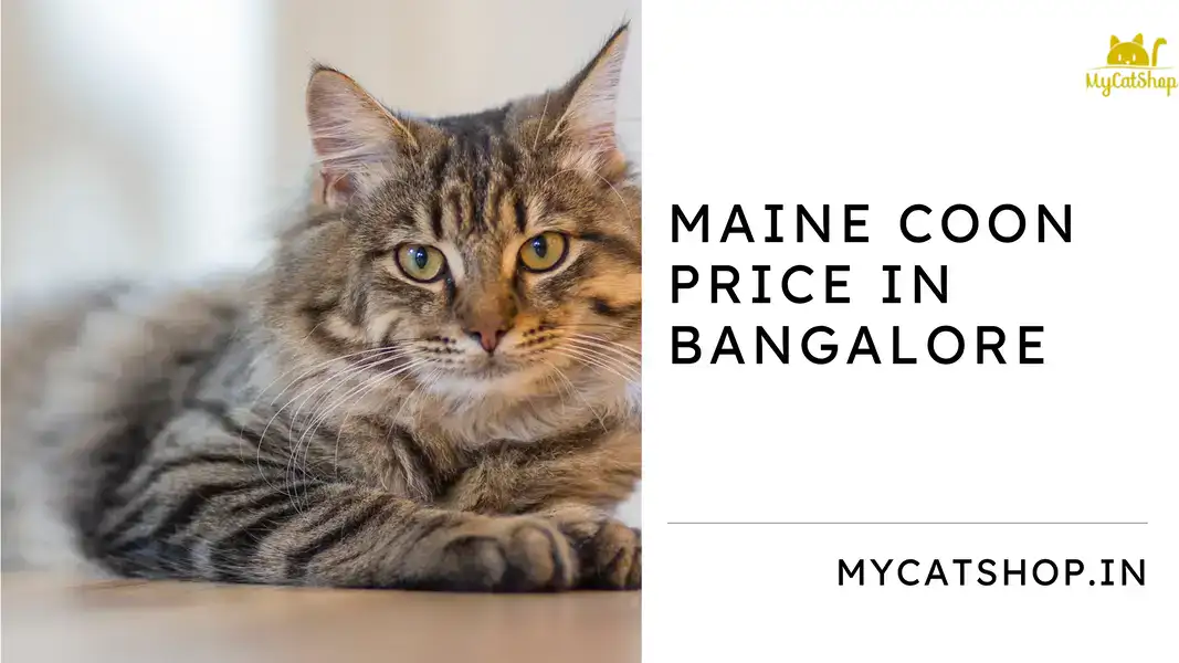 Maine Coon Cat Price in Bangalore : MyCatShop Karnataka